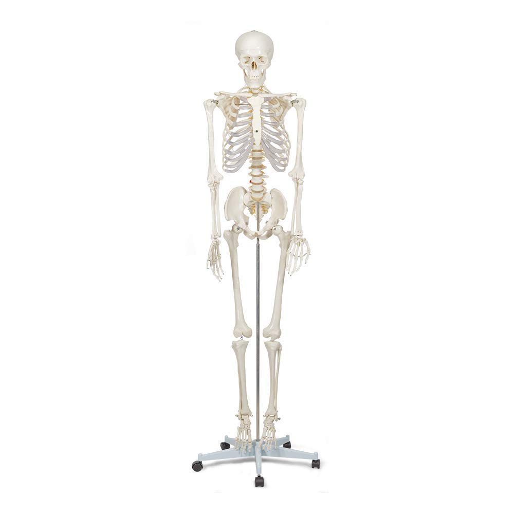 Buddy the Budget Skeleton-1021930 - Human Skeleton Anatomical Model - Life Size – Includes two wall charts