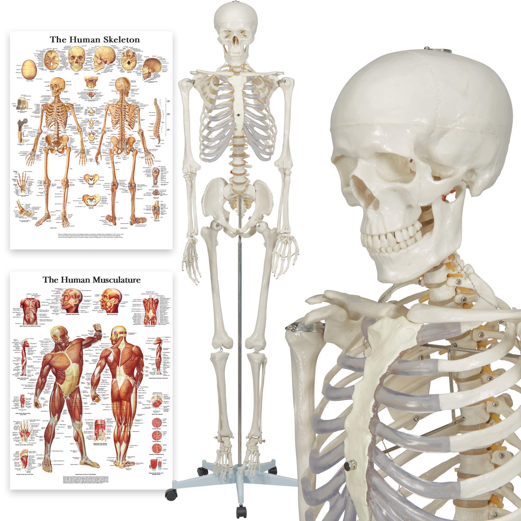 Buddy the Budget Skeleton-1021930 - Human Skeleton Anatomical Model - Life Size โ Includes two wall charts