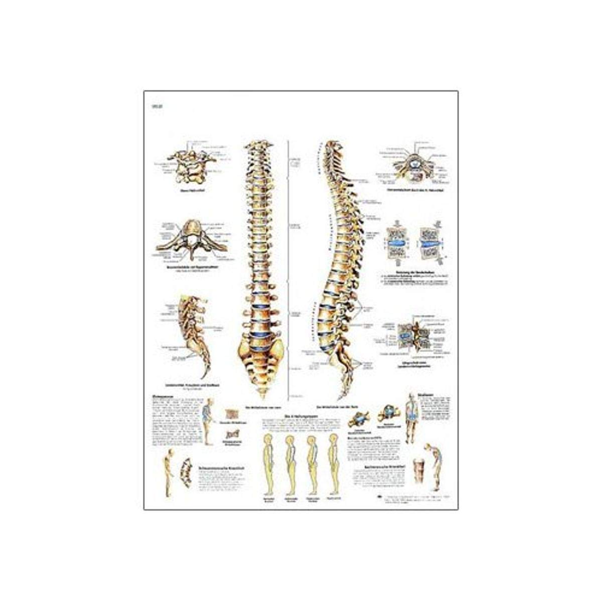 3B Scientific VR0152L Glossy UV Resistant Laminated Paper Die Menschliche Wirbelsaule Anatomie Und Pathologie Anatomical Chart (Spinal Column Anatomical Chart, German), Poster Size 20" Width x 26" Height