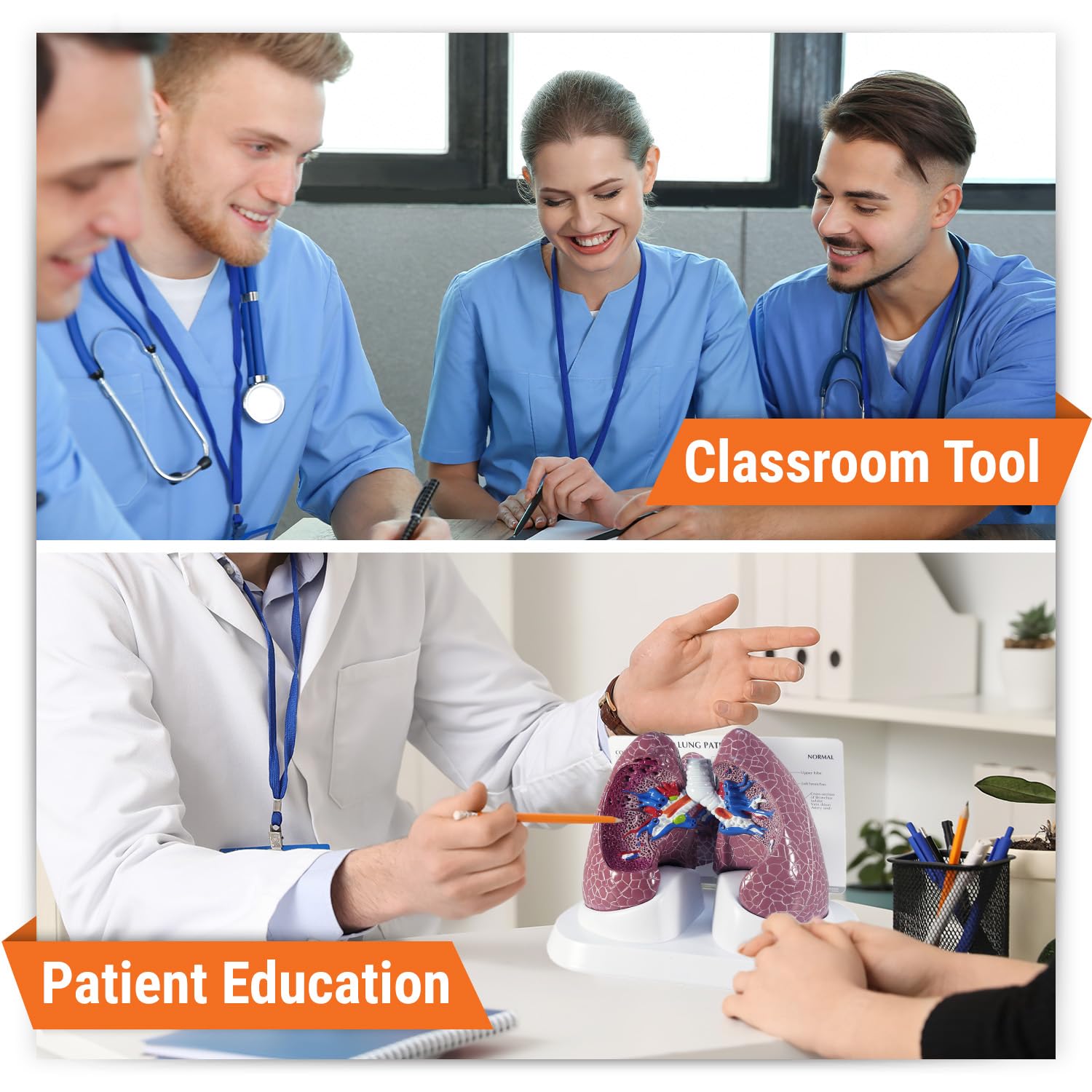 Lung Model Set | Human Body Anatomy Replica of Lung Cancer for Doctors Office Educational Tool | GPI Anatomicals