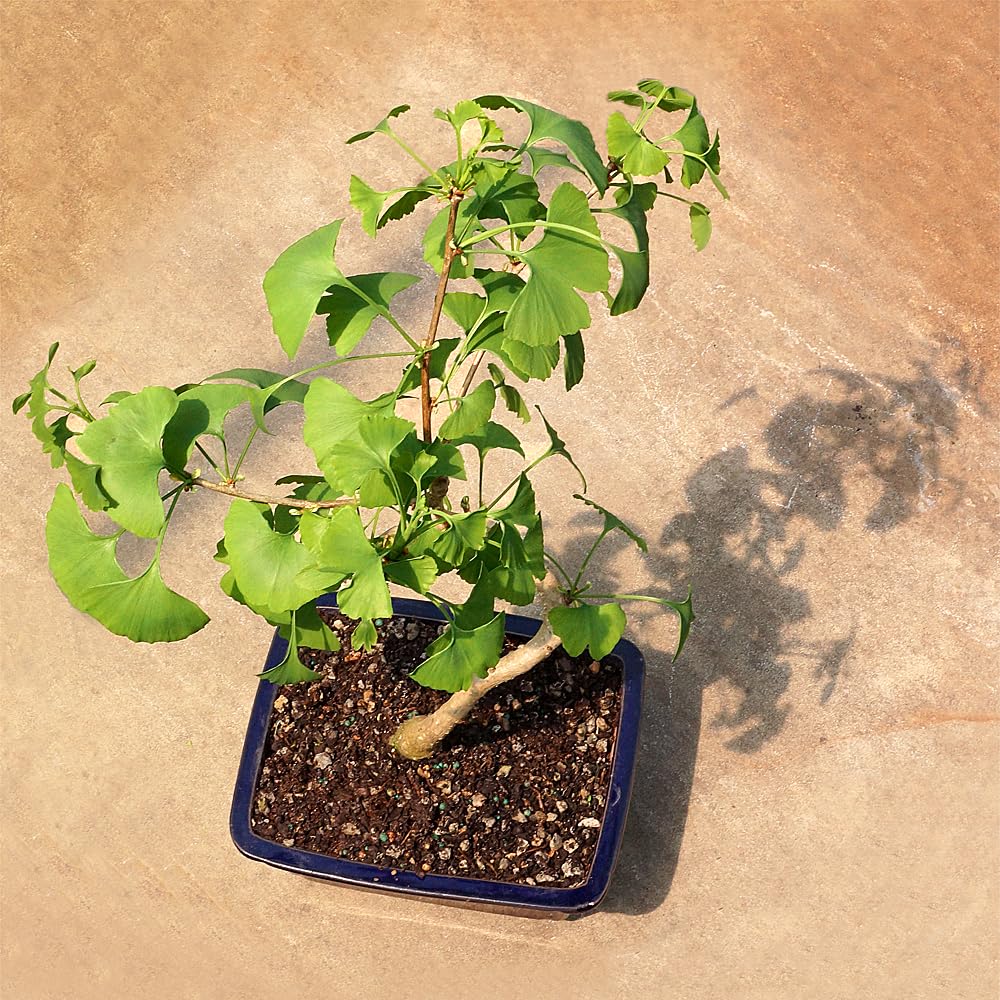 Brussel's Bonsai Live Ginkgo Bonsai Tree - 4 Years, 10 to 14 Inches Tall - Outdoor Bonsai Tree Live in Decorative Ceramic Bonsai Pot