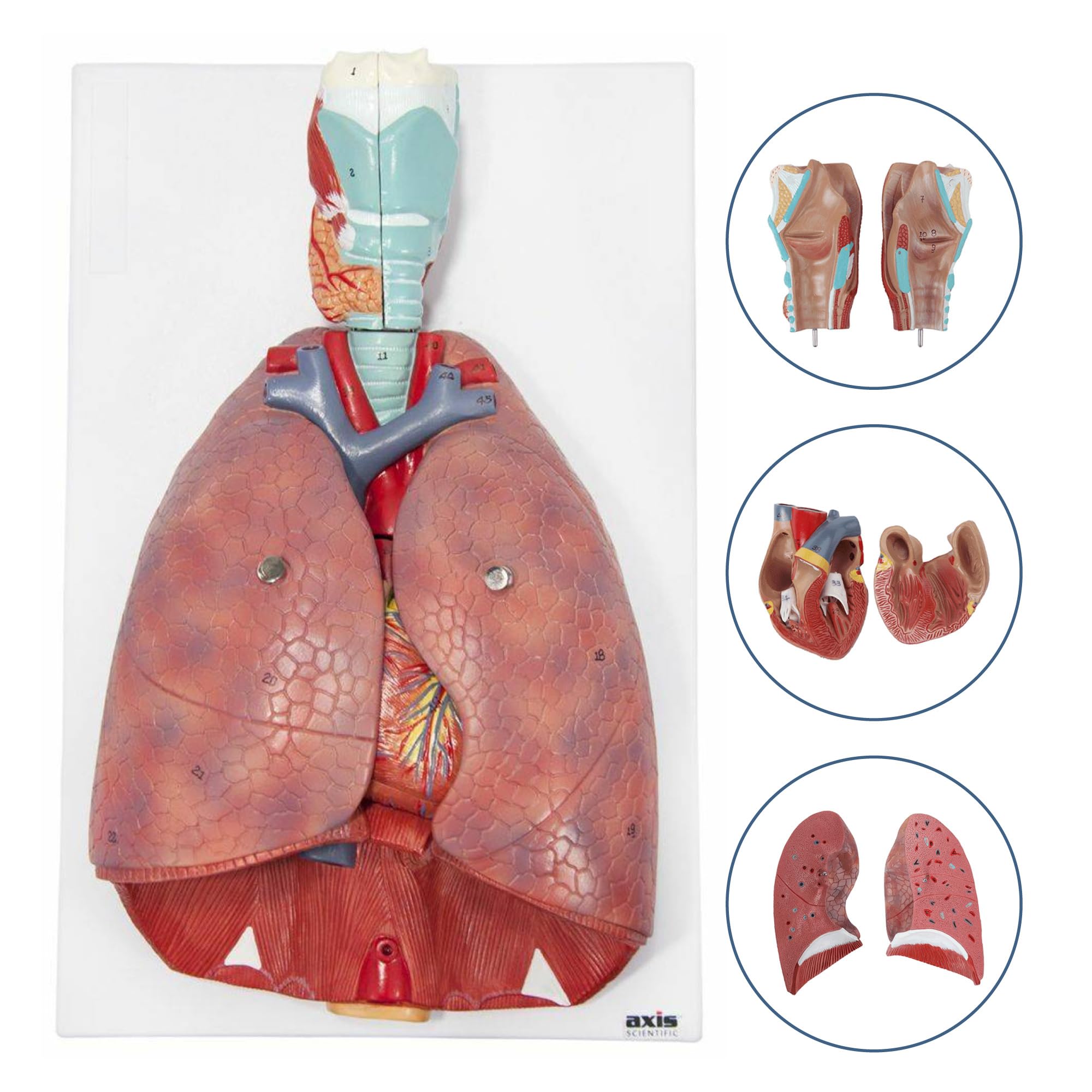 Axis Scientific Human Lung and Respiratory System Model | 3/4 Life Size Model has 7 Removable Parts | Includes 2 Part Heart and Detachable Larynx | Includes Product Manual