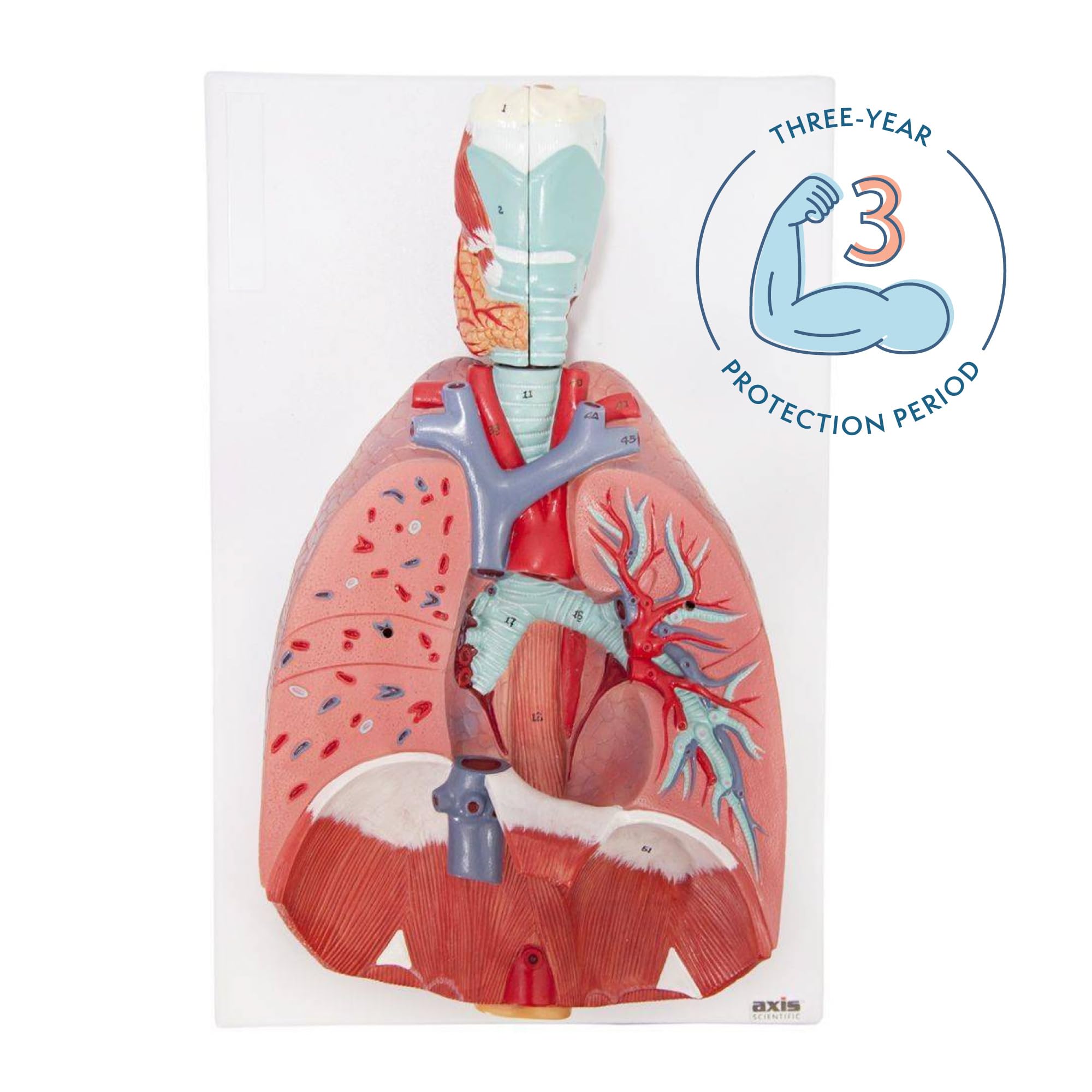 Axis Scientific Human Lung and Respiratory System Model | 3/4 Life Size Model has 7 Removable Parts | Includes 2 Part Heart and Detachable Larynx | Includes Product Manual