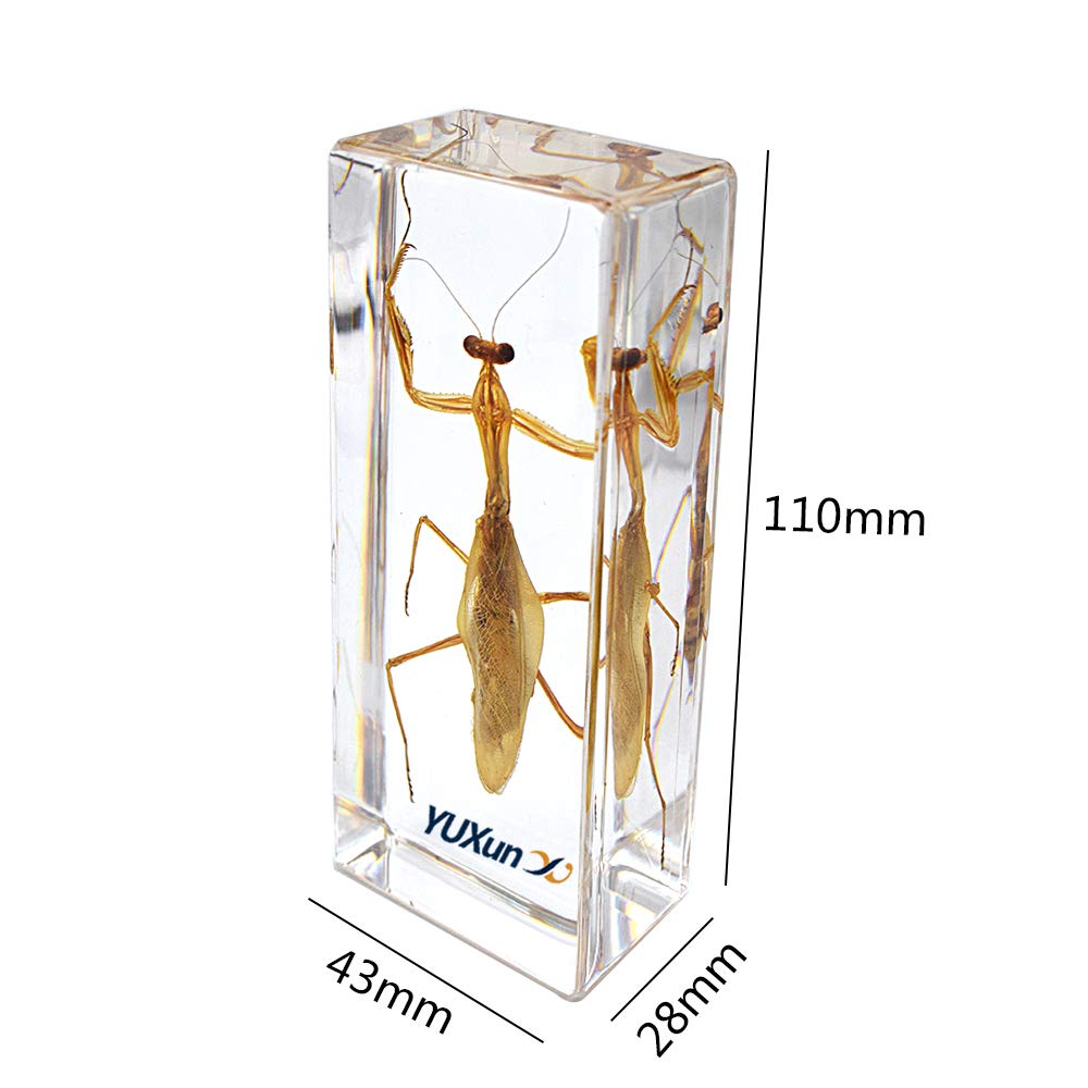 Cherish XT Insect Display Taxidermy Mantis Hierodula patellifera Praying Mantis Specimen Paperweight Science Clammroom Speciemn for Science Education