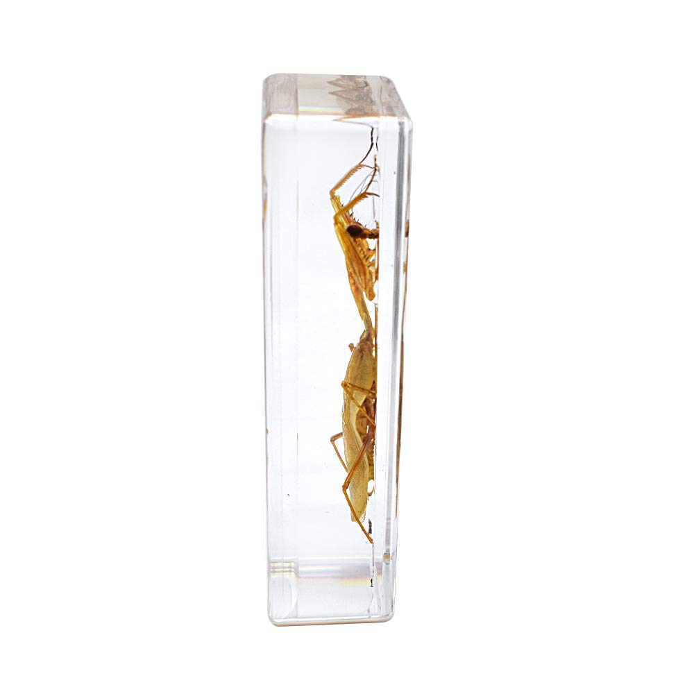 Cherish XT Insect Display Taxidermy Mantis Hierodula patellifera Praying Mantis Specimen Paperweight Science Clammroom Speciemn for Science Education