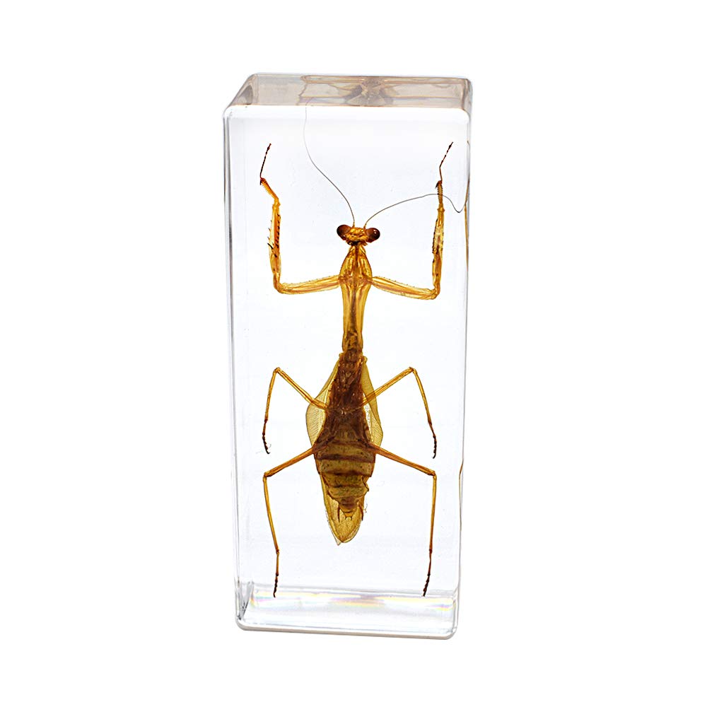 Cherish XT Insect Display Taxidermy Mantis Hierodula patellifera Praying Mantis Specimen Paperweight Science Clammroom Speciemn for Science Education