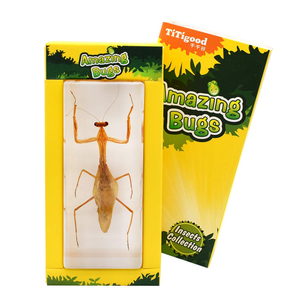 Cherish XT Insect Display Taxidermy Mantis Hierodula patellifera Praying Mantis Specimen Paperweight Science Clammroom Speciemn for Science Education