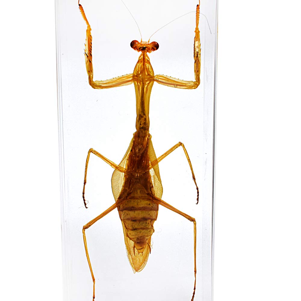 Cherish XT Insect Display Taxidermy Mantis Hierodula patellifera Praying Mantis Specimen Paperweight Science Clammroom Speciemn for Science Education