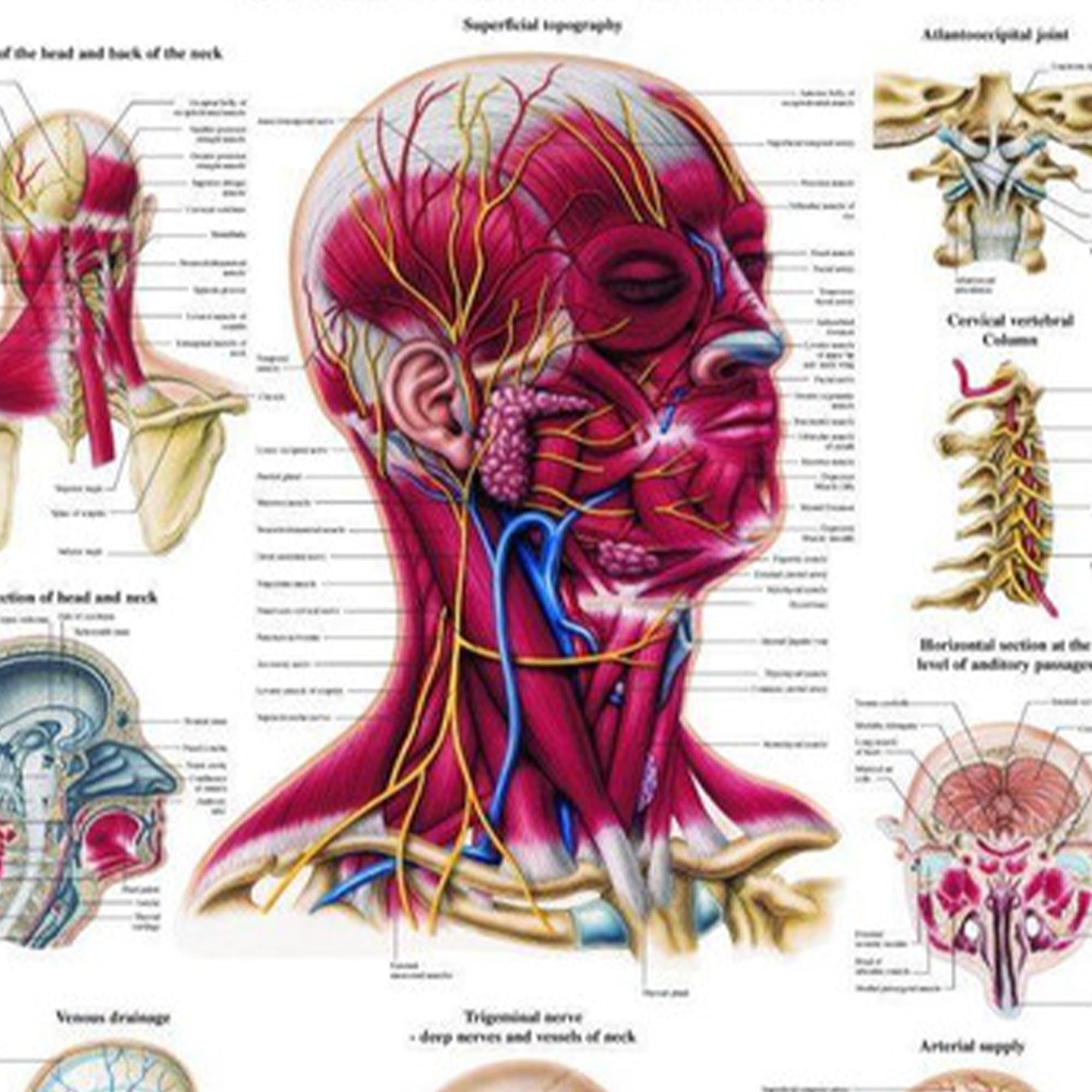 Head and Neck Laminated Anatomy Chart