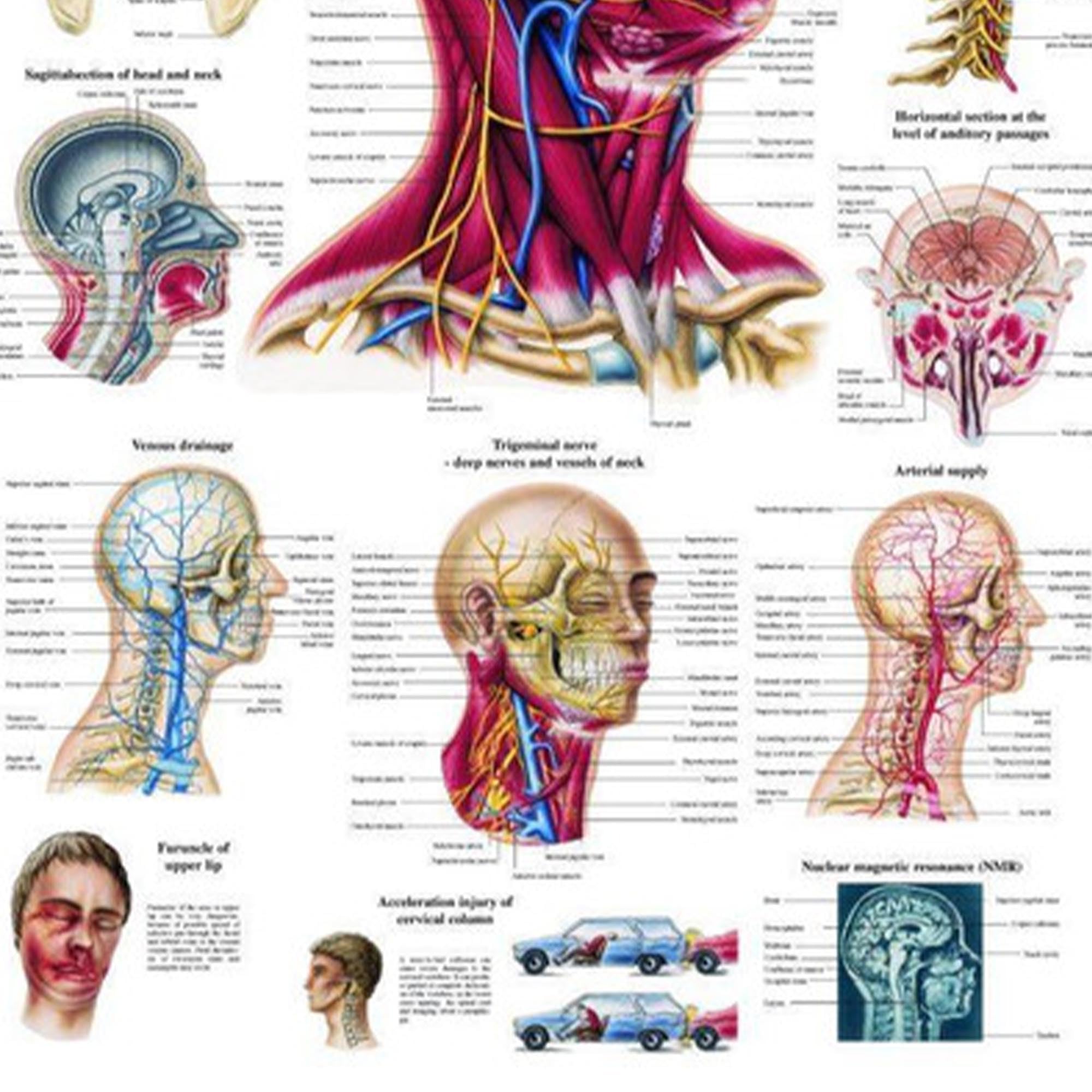 Head and Neck Laminated Anatomy Chart