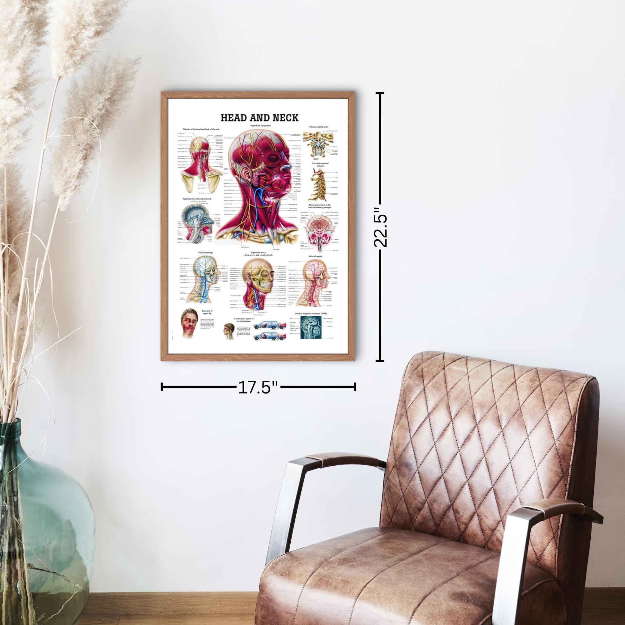 Head and Neck Laminated Anatomy Chart