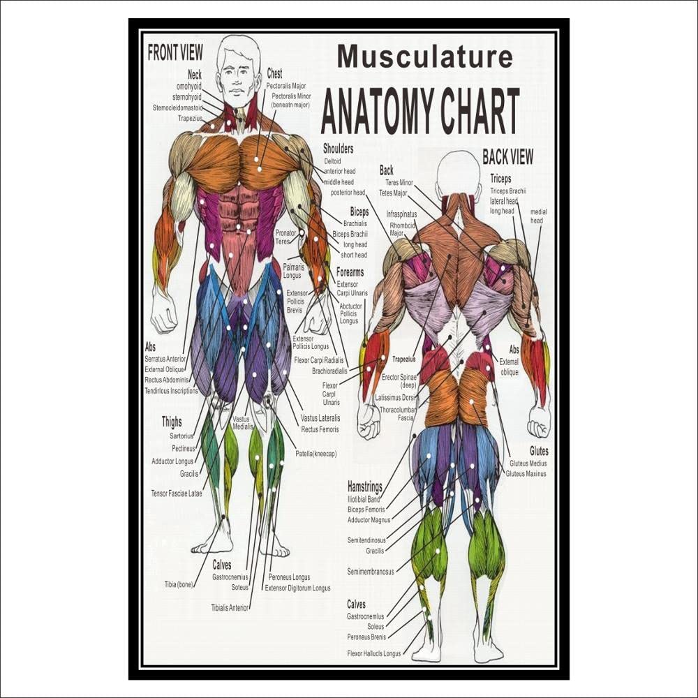 GatherTOOL 1PC Muscular System Anatomical Poster Muscle Anatomy Chart Anatomical Chart Human Body Educational for Human Anatomy Poster (Color : English Edition, Size : 40x60cm No Frame)