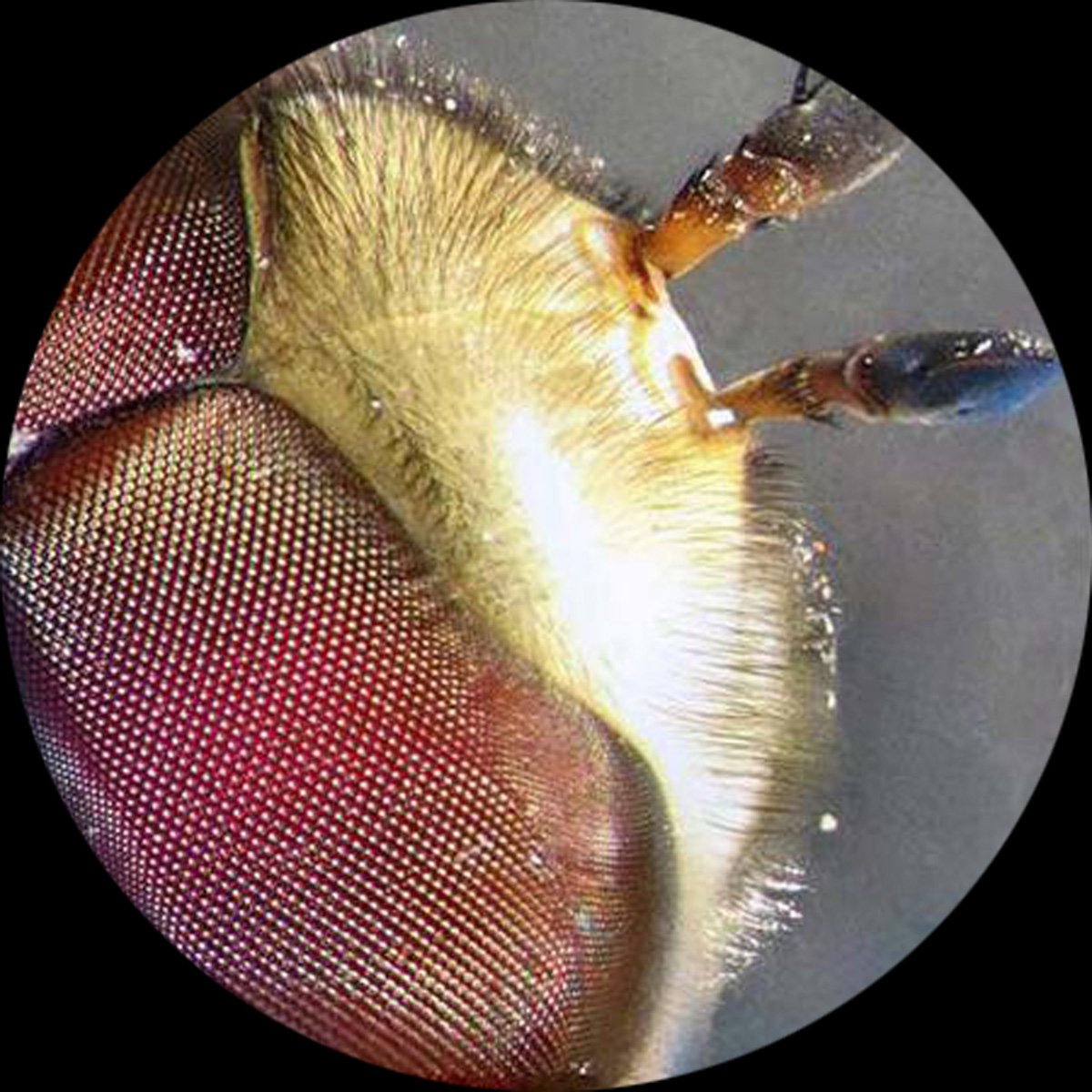 AmScope Kids SE100-Z Portable Stereo Microscope 20X-40X
