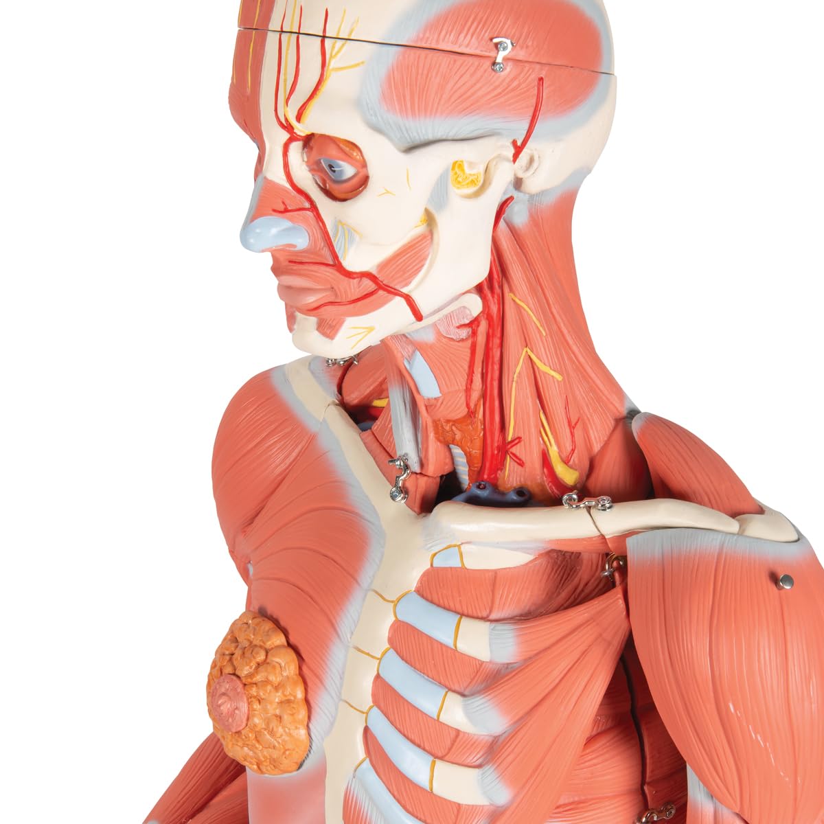 3B Scientific B50 Dual Sex Muscle Figure 45-part - 3B Smart Anatomy
