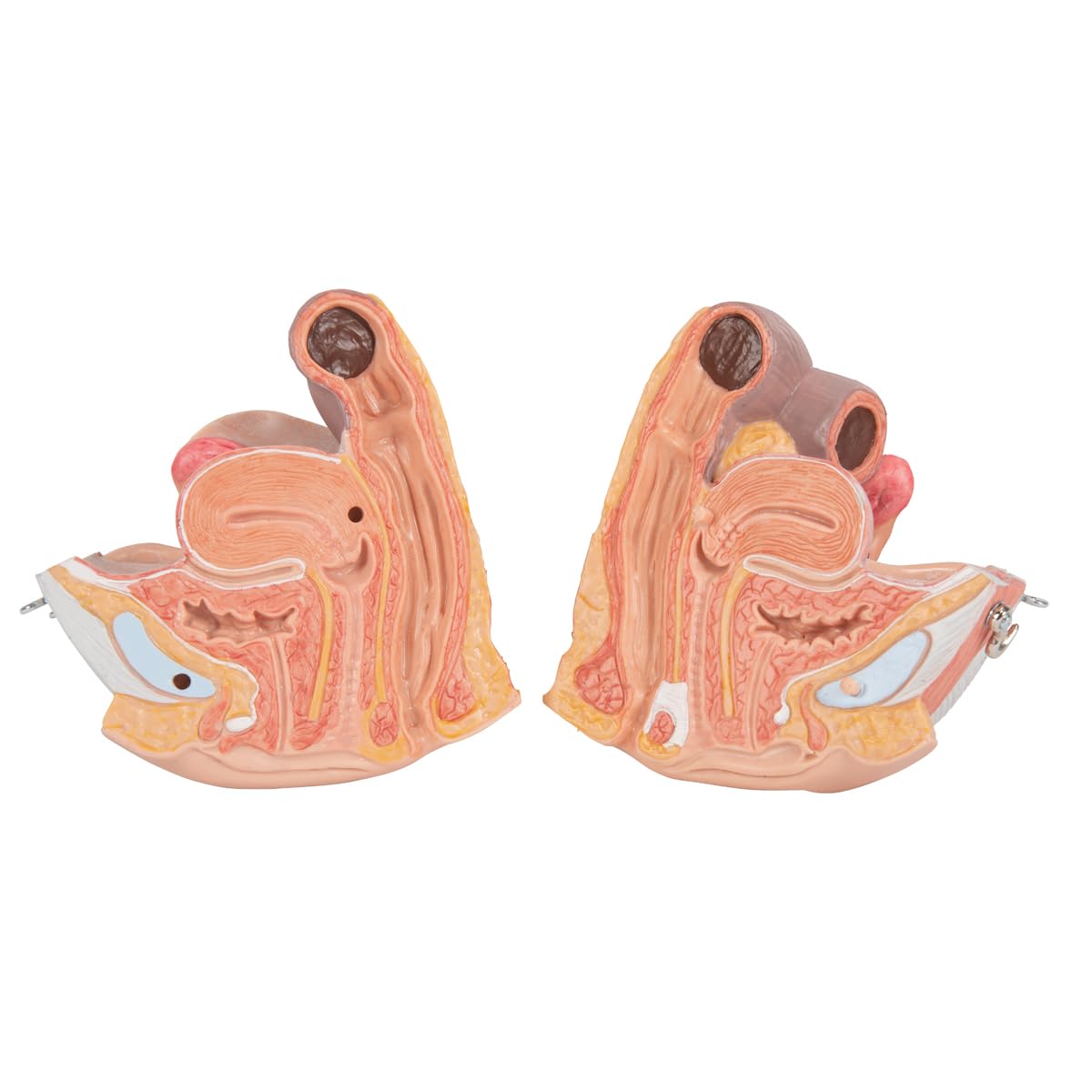 3B Scientific B50 Dual Sex Muscle Figure 45-part - 3B Smart Anatomy