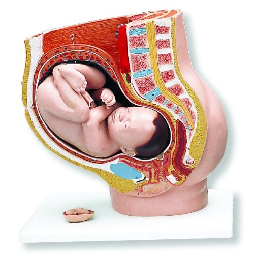 3B Scientific L20 Pregnancy Pelvis 3-part - 3B Smart Anatomy