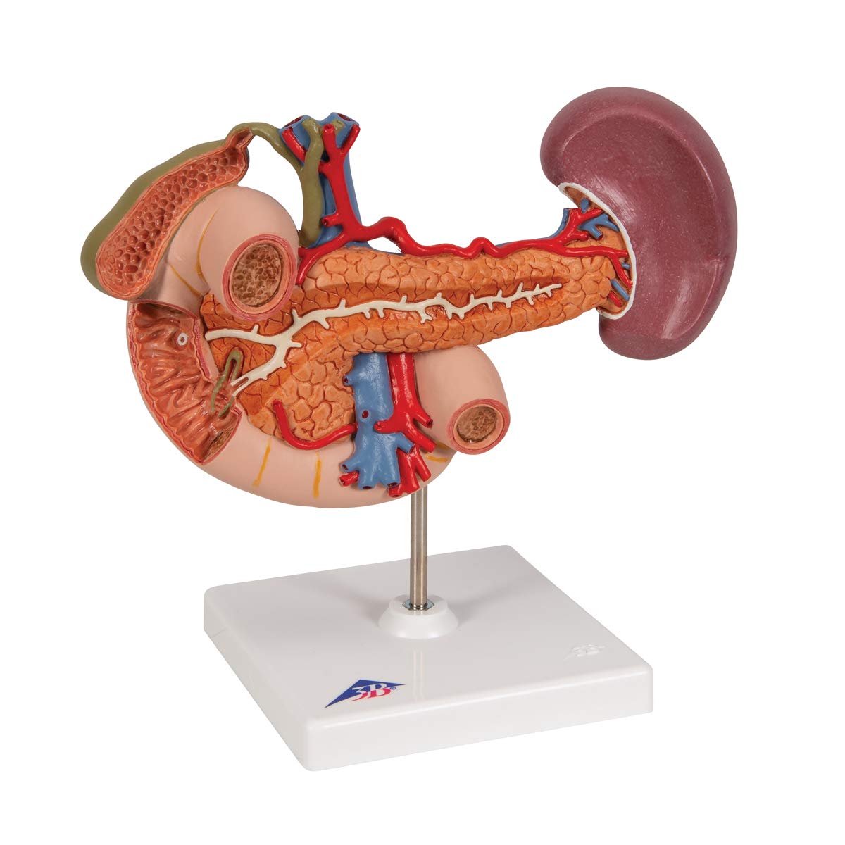 3B Scientific K22/2 Rear organs of the upper Abdomen - 3B Smart Anatomy