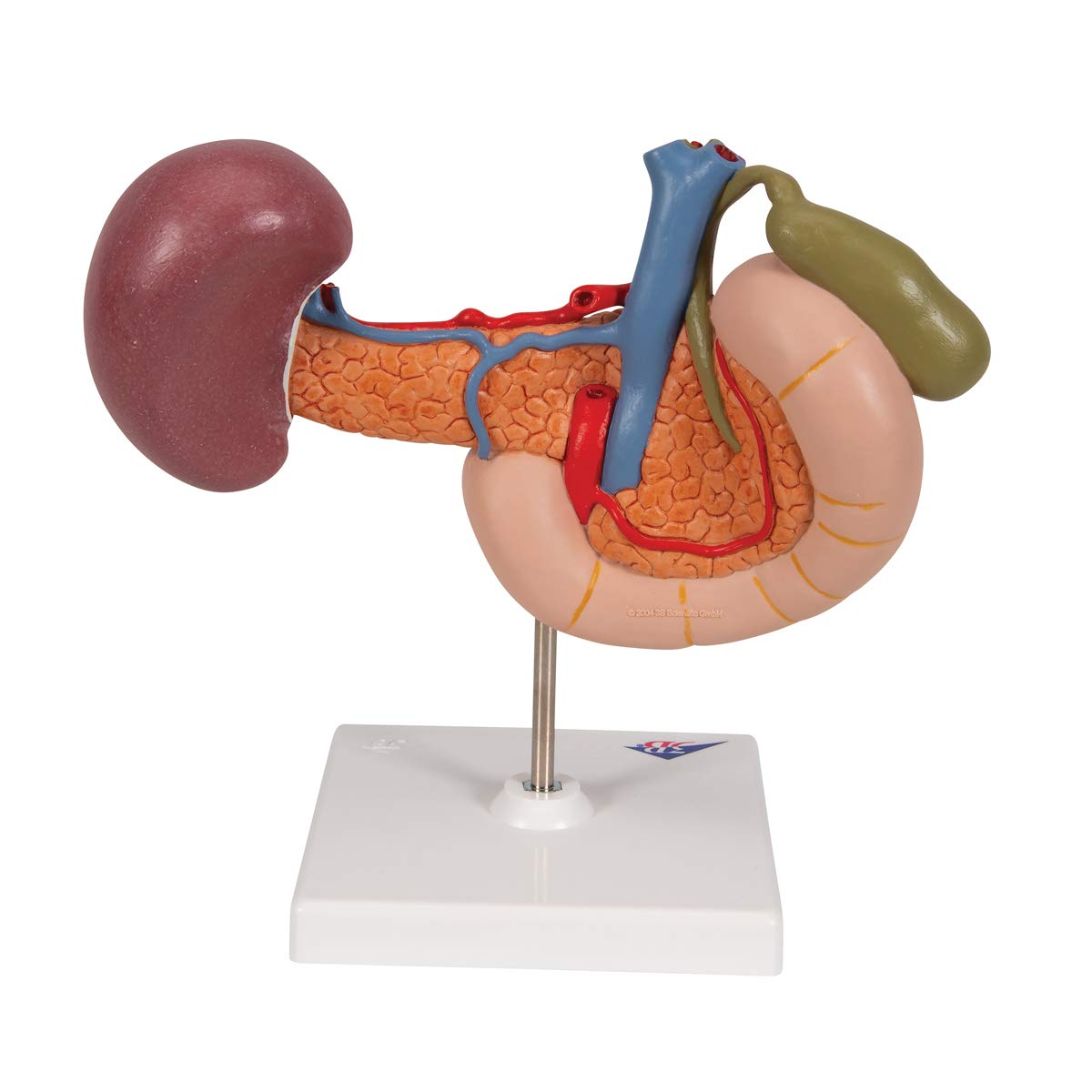 3B Scientific K22/2 Rear organs of the upper Abdomen - 3B Smart Anatomy