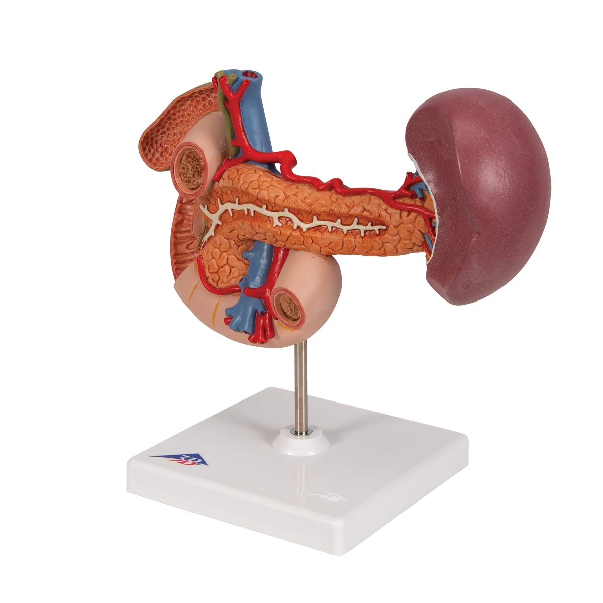 3B Scientific K22/2 Rear organs of the upper Abdomen - 3B Smart Anatomy