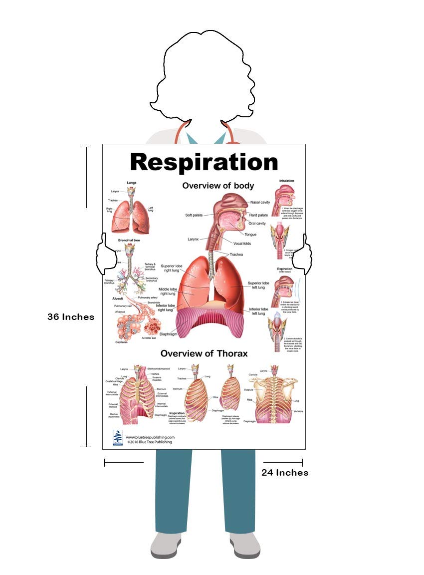 Larynx, Sound Production, Speech Articulation, Articulation LP 24x36 inch, 4 Poster Set