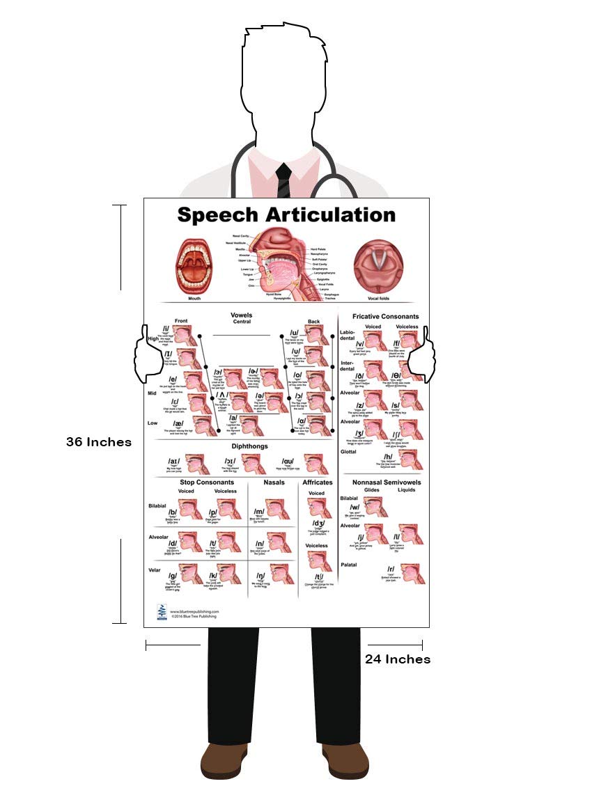 Larynx, Sound Production, Speech Articulation, Articulation LP 24x36 inch, 4 Poster Set