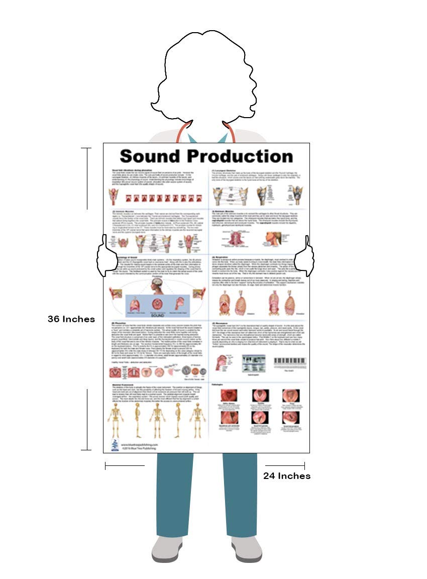 Larynx, Sound Production, Speech Articulation, Articulation LP 24x36 inch, 4 Poster Set