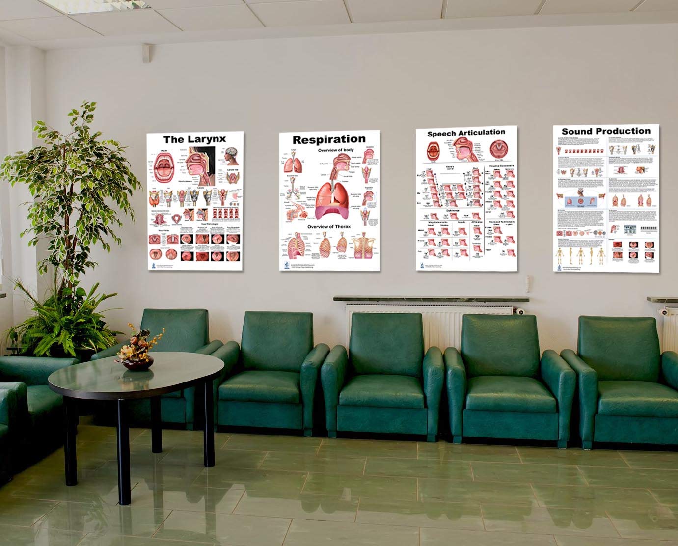 Larynx, Sound Production, Speech Articulation, Articulation LP 24x36 inch, 4 Poster Set