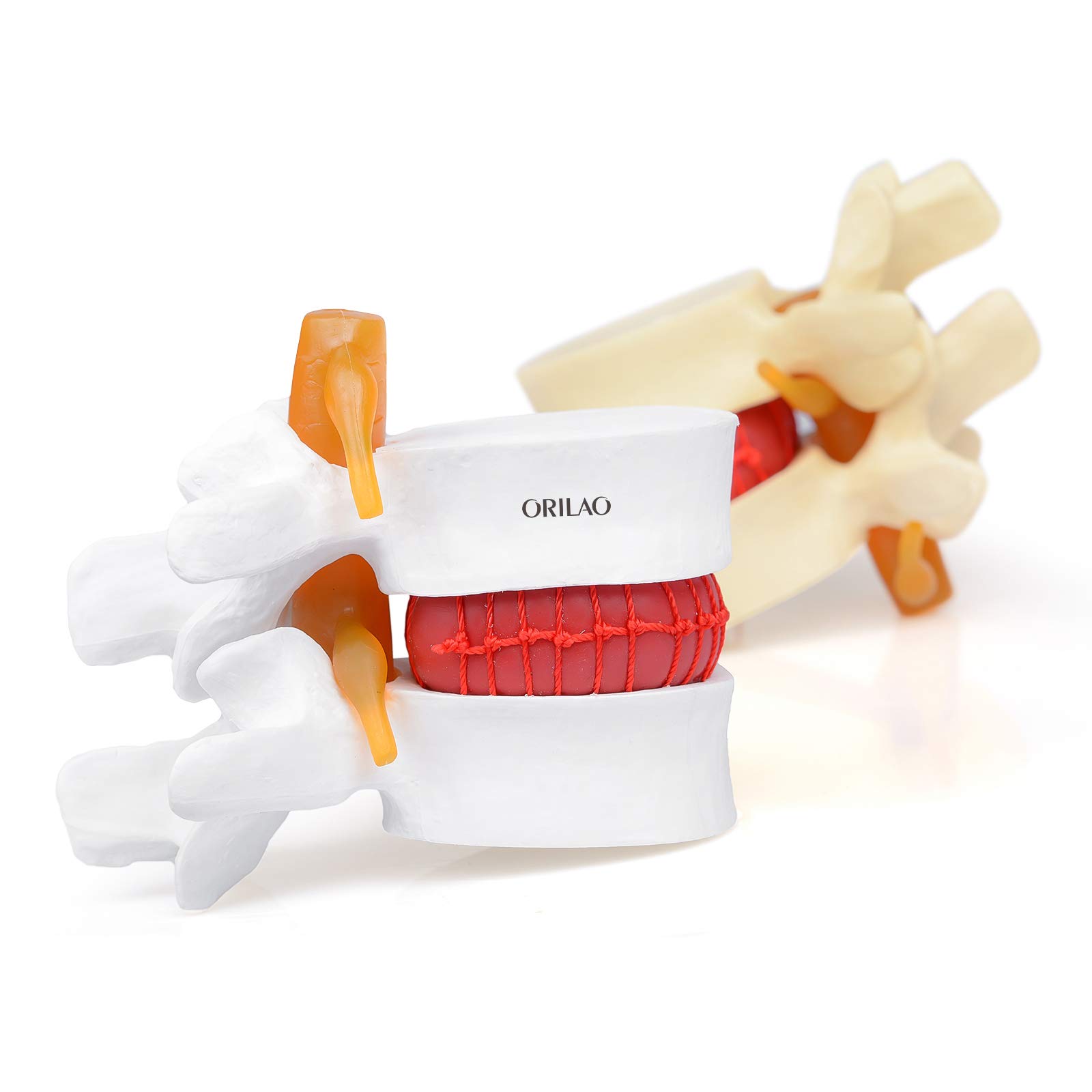 Human 1:1.5 Anatomical Lumbar Vertebral Spine Model,Vertebral Spine Anatomical for Study Eucation White Color