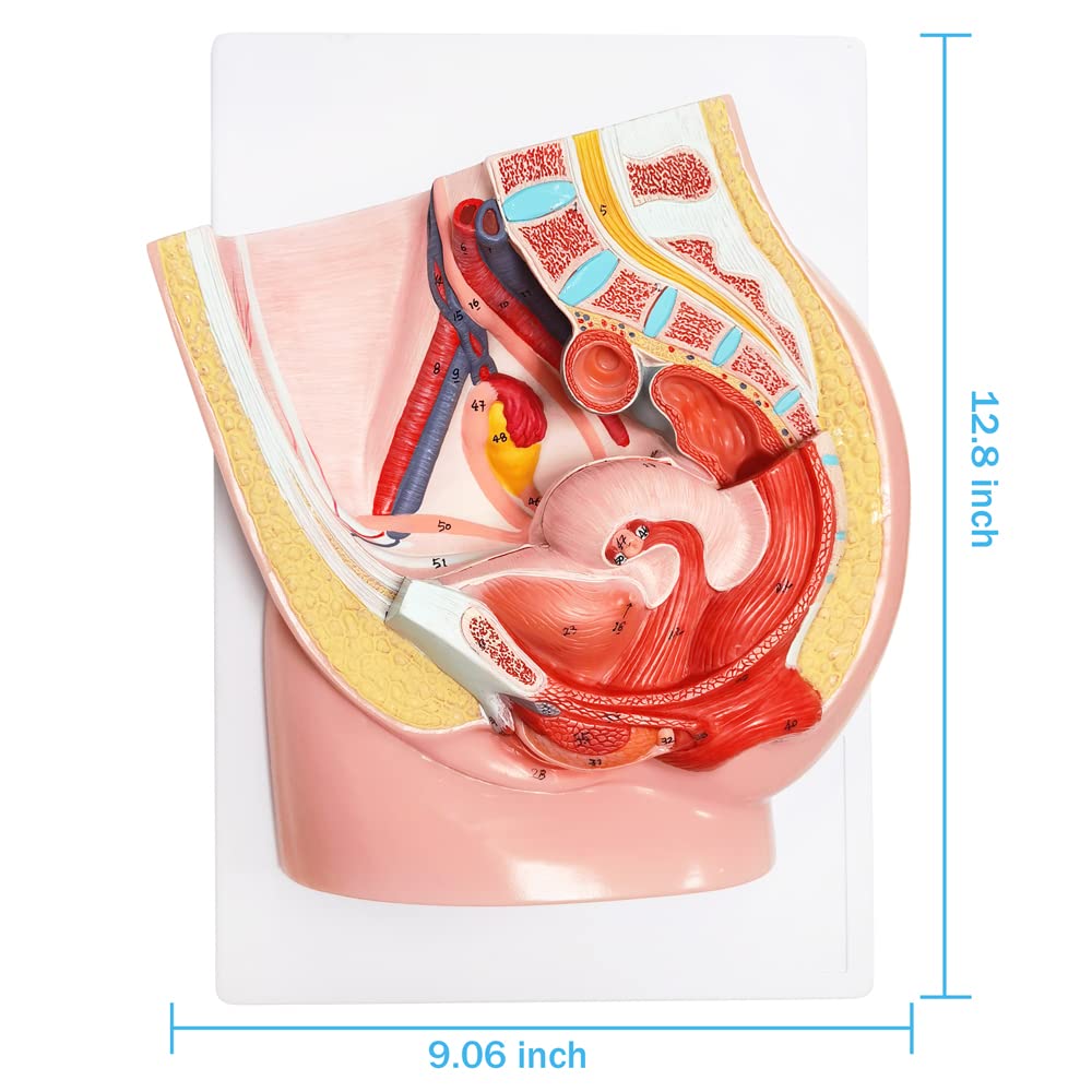 Merinden Female Pelvis Reproductive Anatomy Model, Life Size Pelvis Model on Baseboard, 2-Parts Pelvis Organ Model with Muscular, Urinary, Reproductive System, Includes Detailed Product Manual