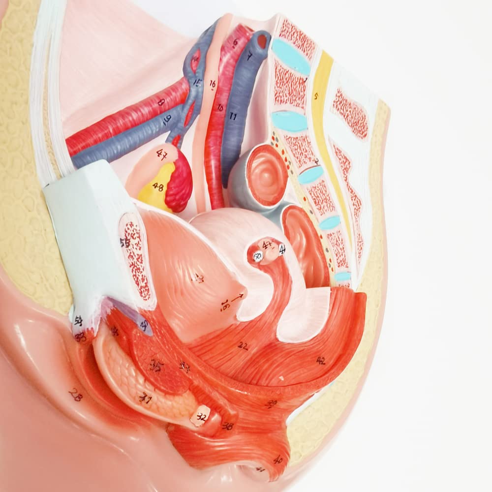 Merinden Female Pelvis Reproductive Anatomy Model, Life Size Pelvis Model on Baseboard, 2-Parts Pelvis Organ Model with Muscular, Urinary, Reproductive System, Includes Detailed Product Manual