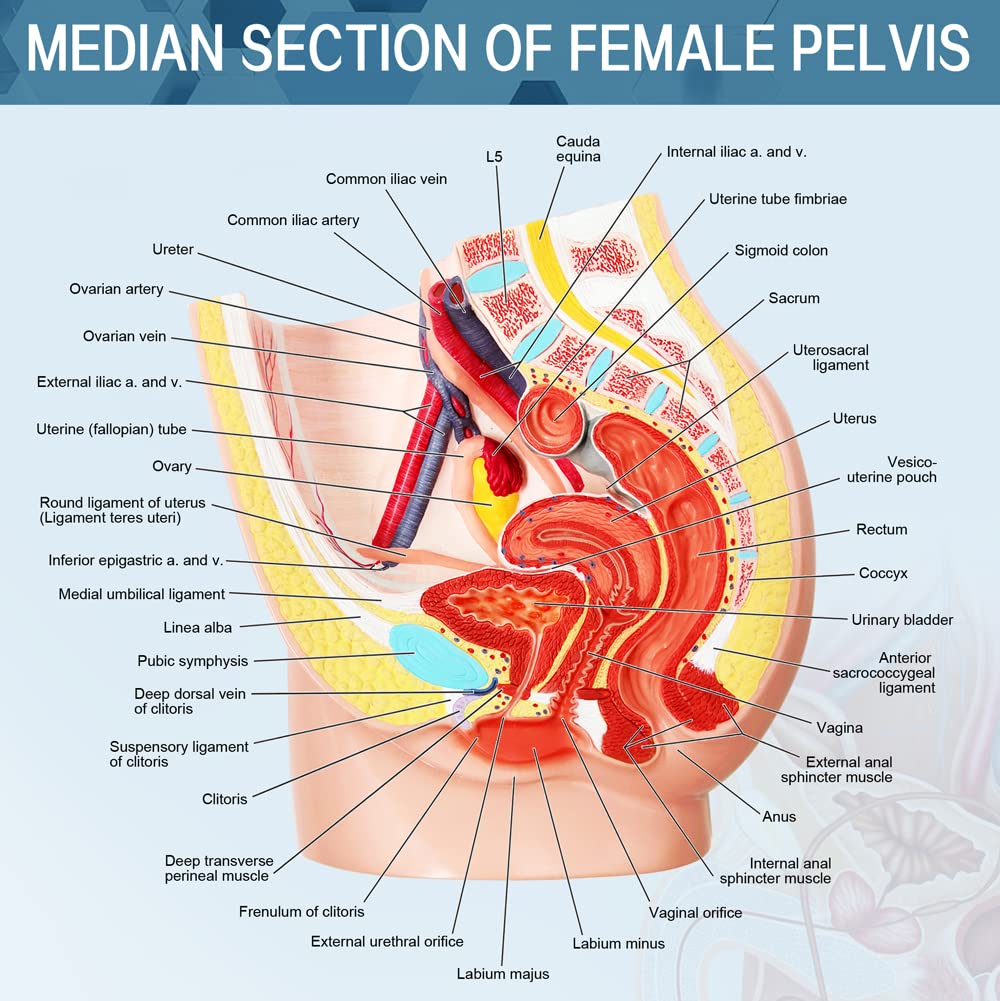 Merinden Female Pelvis Reproductive Anatomy Model, Life Size Pelvis Model on Baseboard, 2-Parts Pelvis Organ Model with Muscular, Urinary, Reproductive System, Includes Detailed Product Manual