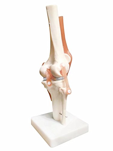 BoNew Life Size Knee Joint Anatomical Model Skeleton - Human Medical Anatomy