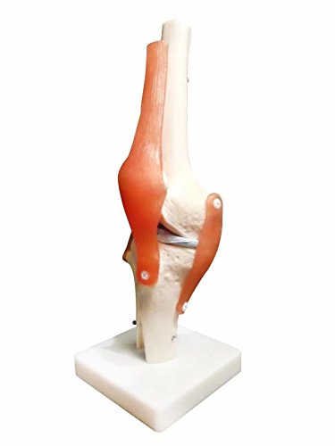 BoNew Life Size Knee Joint Anatomical Model Skeleton - Human Medical Anatomy