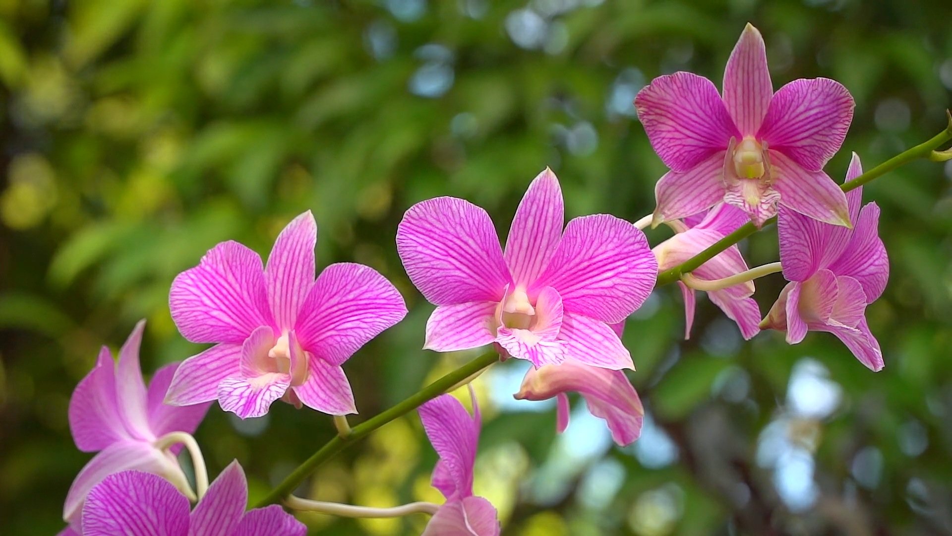 Nature DVD -Tropical Gardens and Orchids and Butterflies - with Music and Nature Sounds 2016