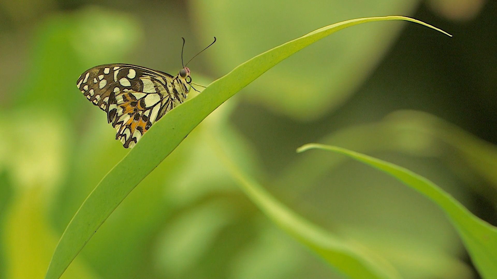 Nature DVD -Tropical Gardens and Orchids and Butterflies - with Music and Nature Sounds 2016