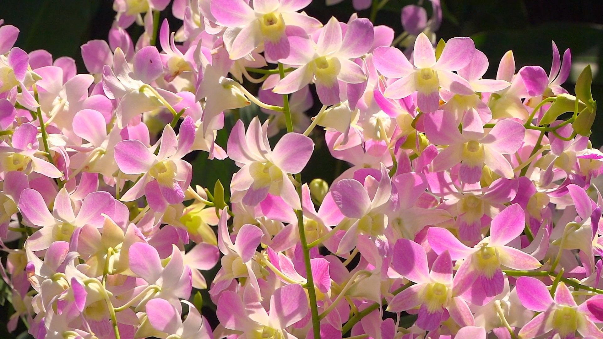 Nature DVD -Tropical Gardens and Orchids and Butterflies - with Music and Nature Sounds 2016