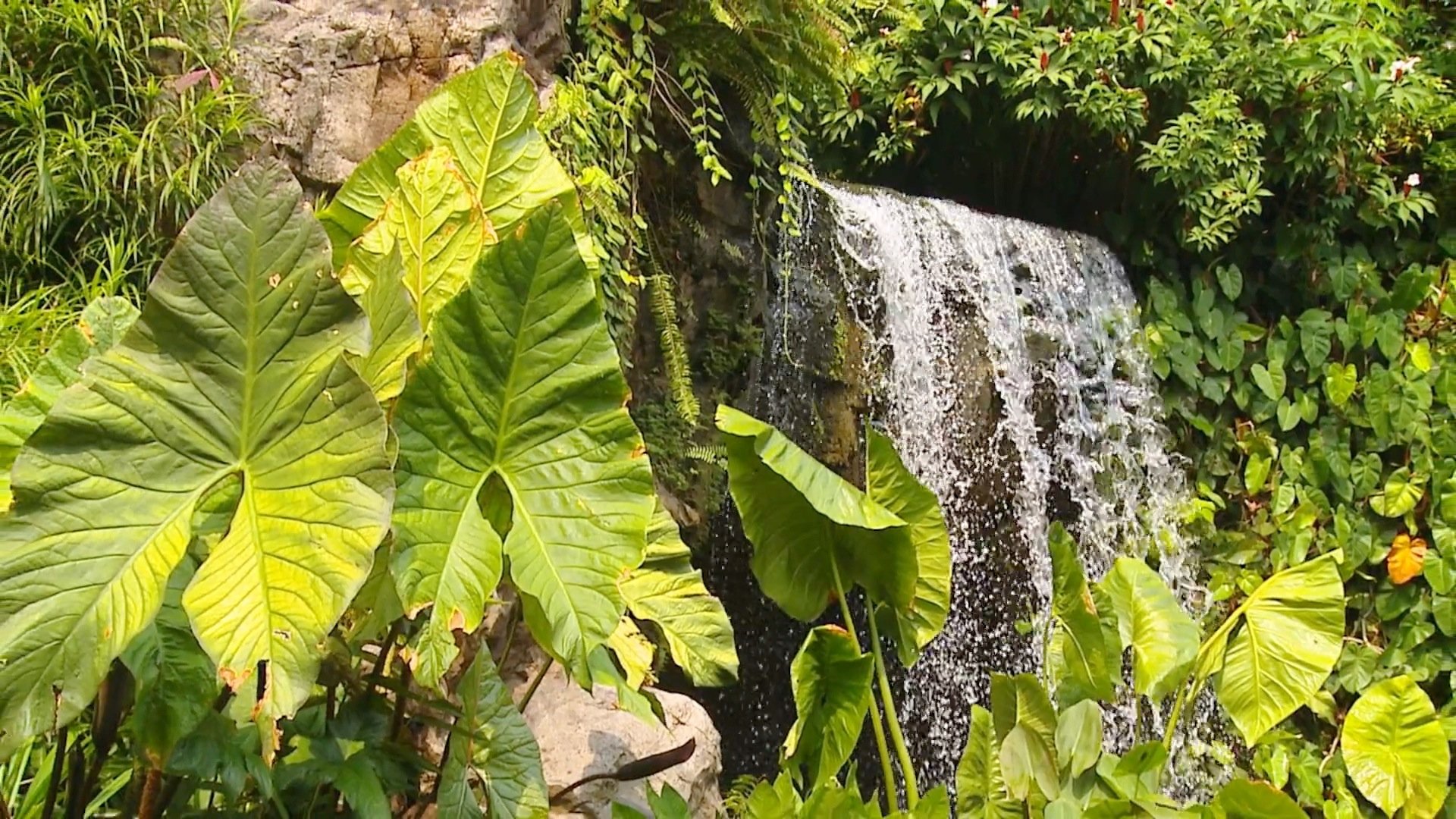 Nature DVD -Tropical Gardens and Orchids and Butterflies - with Music and Nature Sounds 2016