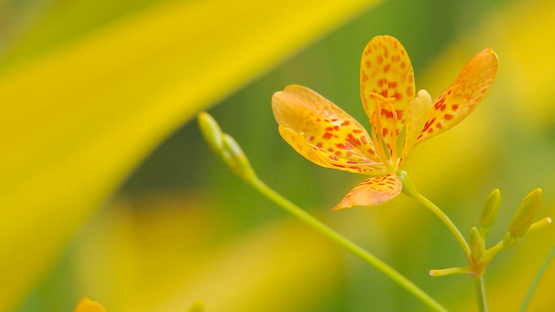 Nature DVD -Tropical Gardens and Orchids and Butterflies - with Music and Nature Sounds 2016