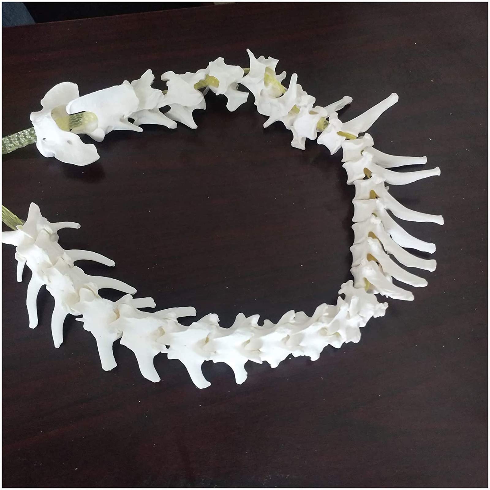 BZZBZZ Dog Spine Model - Animal Canine Skeleton Bone Anatomical Educational Model - for Veterinary Study Teaching Landscape Decoration