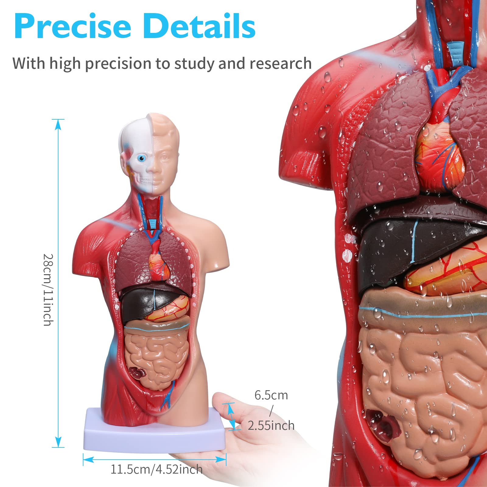 ANNWAH Human Torso Body Anatomy Model - Human Anatomy Torso Model 15 Pcs Demountable Parts with Heart Visceral Brain Skeleto for Medical Student Learning Tool