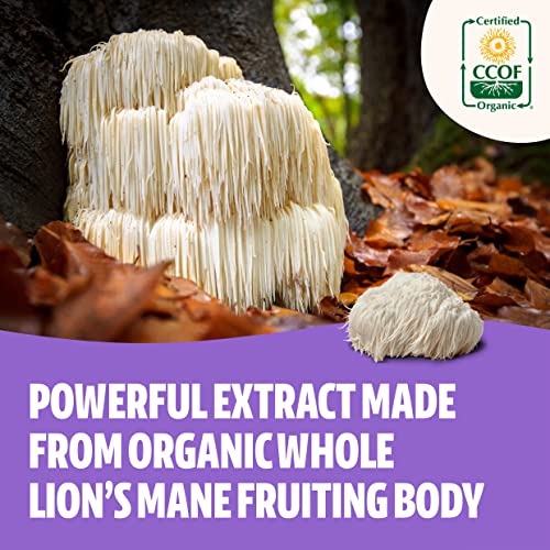 FreshCap Lion's Mane Mushroom Supplement - Natural Nootropic for Brain Health, Cognition and Mood- Two Month Supply (120 Capsules) - Organic and Dual Extracted 1000 mg