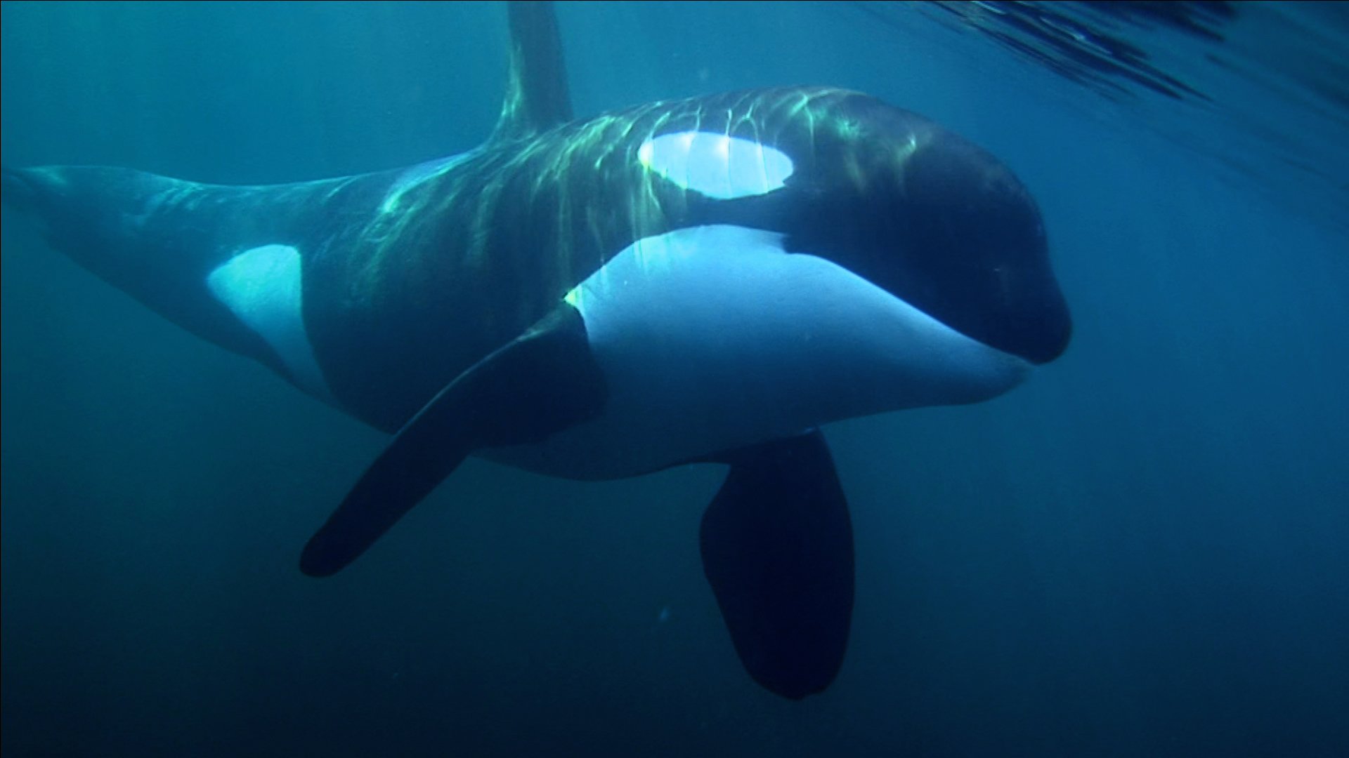 The Whale