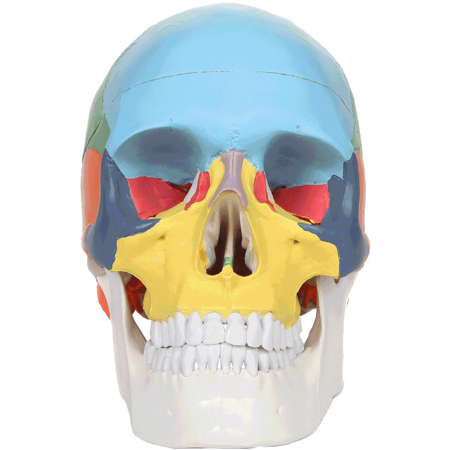 Axis Scientific 3-Part Didactic Human Skull Model, Life Size Painted Medical Anatomical Skull Model Cast from Natural Specimen – Includes Detailed Product Manual