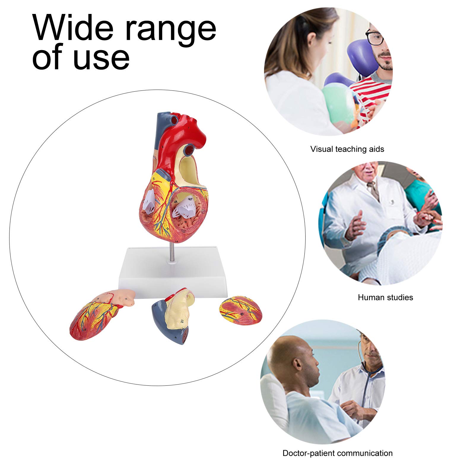 Brrnoo Human Heart Model 48 Anatomical Internal Structures, 2-Part Life Size Anatomically Accurate Numbered Heart Medical Model, 3 x Removable Parts for Teaching use