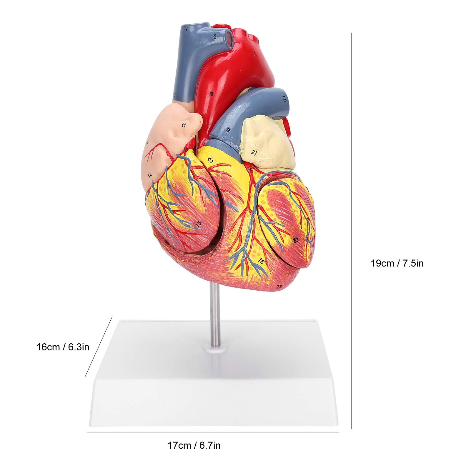 Brrnoo Human Heart Model 48 Anatomical Internal Structures, 2-Part Life Size Anatomically Accurate Numbered Heart Medical Model, 3 x Removable Parts for Teaching use