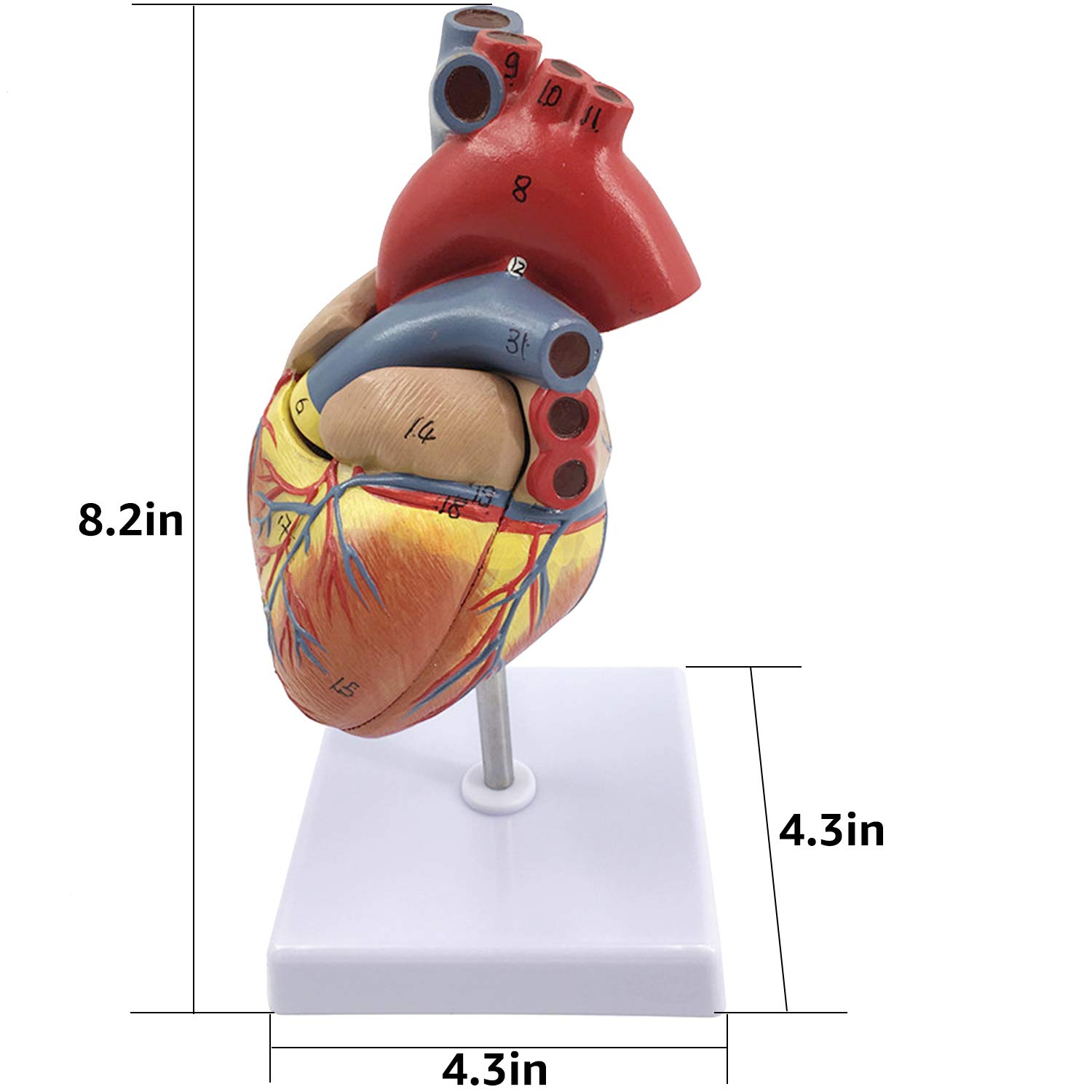 Human Heart Model 1:1 Life Sized 2 Part Numbered Anatomical Heart Illustrates 34 Internal Structures Held with Magnets on Base and Labeled Diagram Included