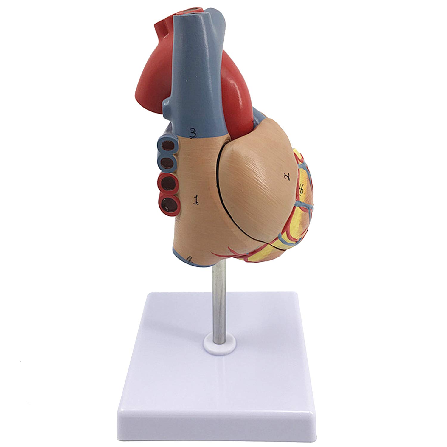 Human Heart Model 1:1 Life Sized 2 Part Numbered Anatomical Heart Illustrates 34 Internal Structures Held with Magnets on Base and Labeled Diagram Included