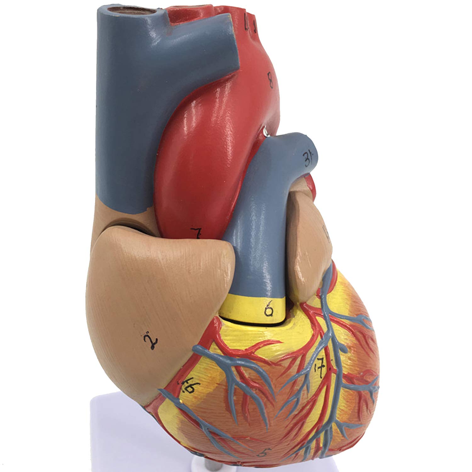 Human Heart Model 1:1 Life Sized 2 Part Numbered Anatomical Heart Illustrates 34 Internal Structures Held with Magnets on Base and Labeled Diagram Included