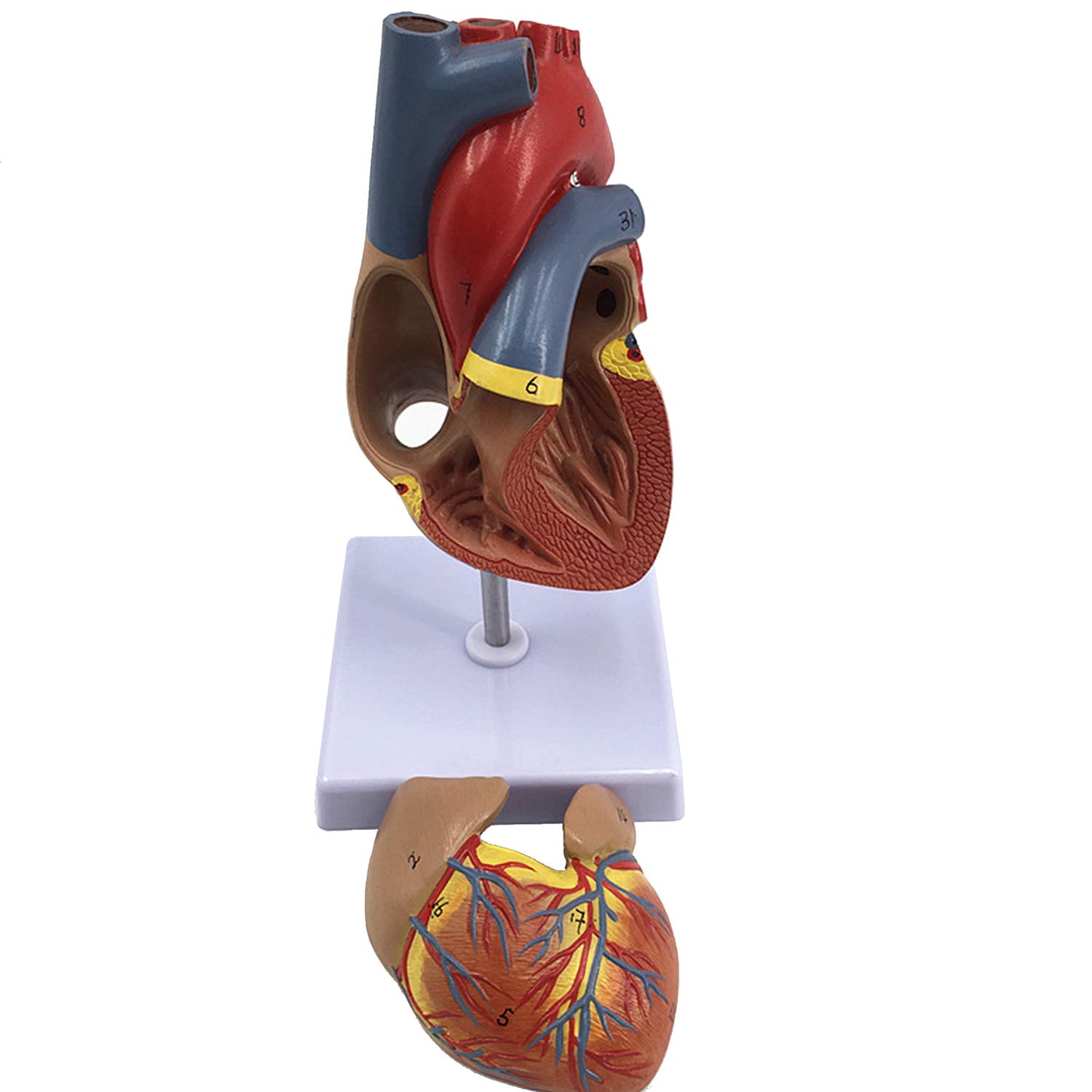 Human Heart Model 1:1 Life Sized 2 Part Numbered Anatomical Heart Illustrates 34 Internal Structures Held with Magnets on Base and Labeled Diagram Included