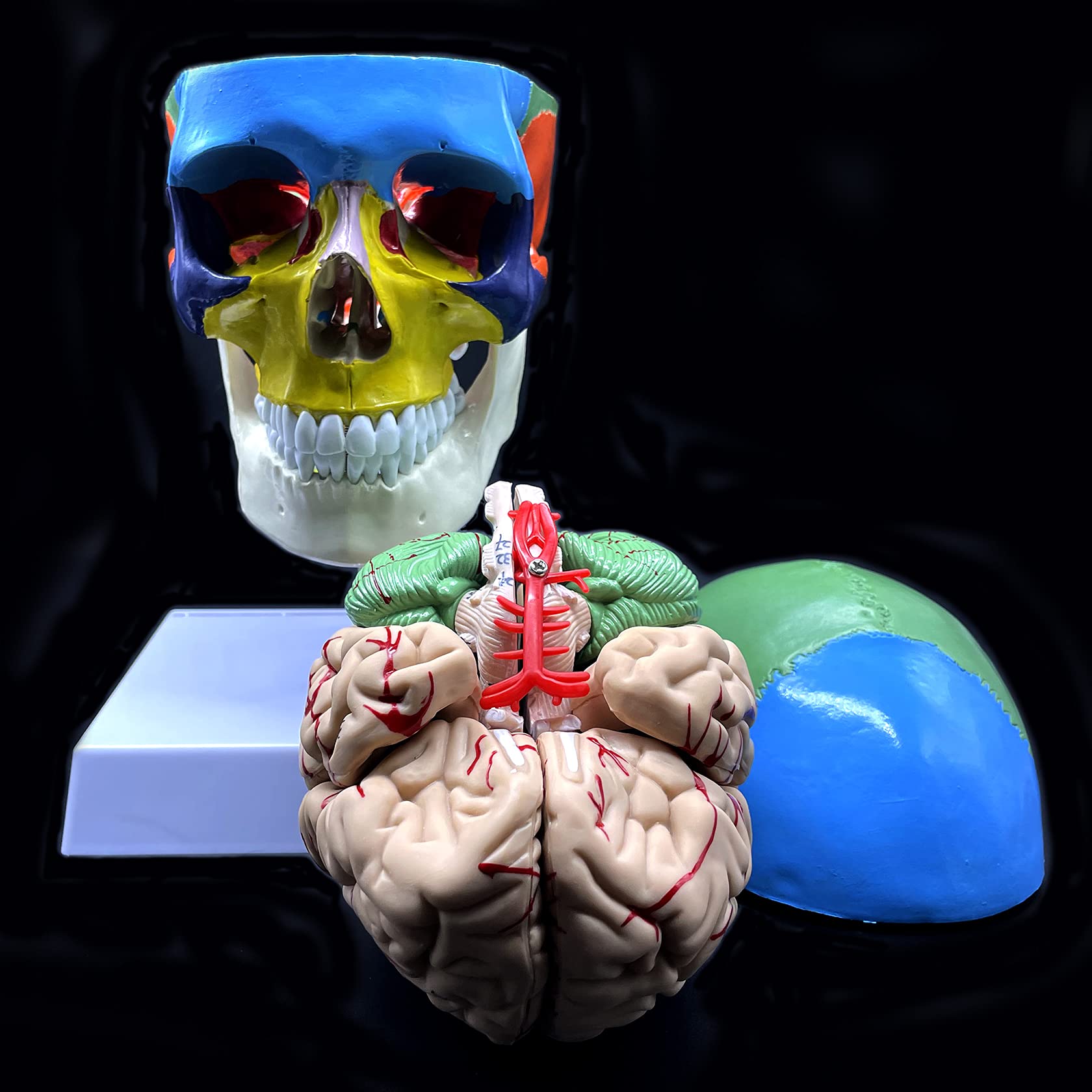 Human Skull with Brain and Cervical Vertebra Anatomical Model,Color-Coded Partitioned Skull,Life-Size Anatomy for Science Classroom Study Display Teaching Model